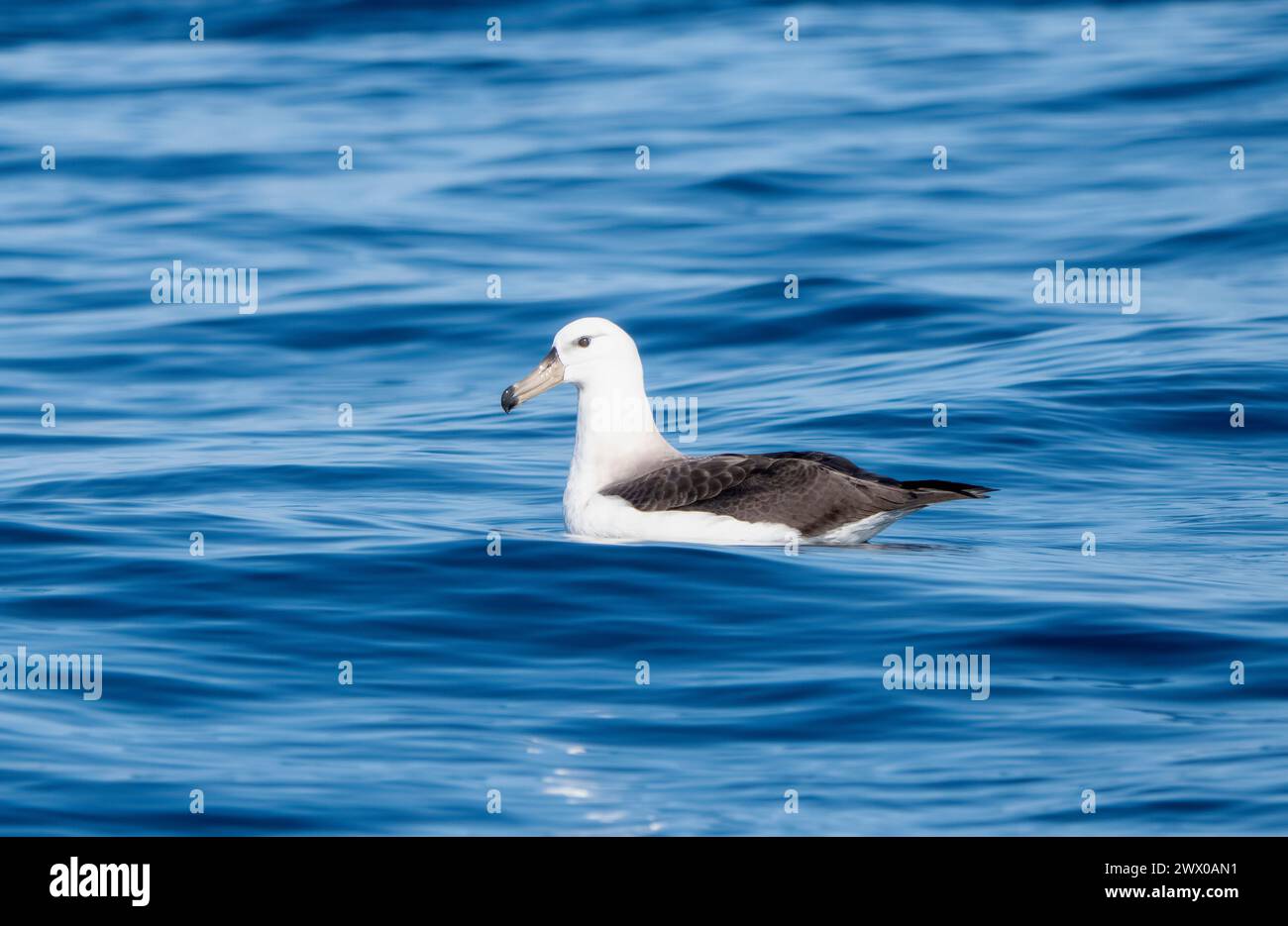 A black-browed albatross, Thalassarche melanophris, gracefully floating ...