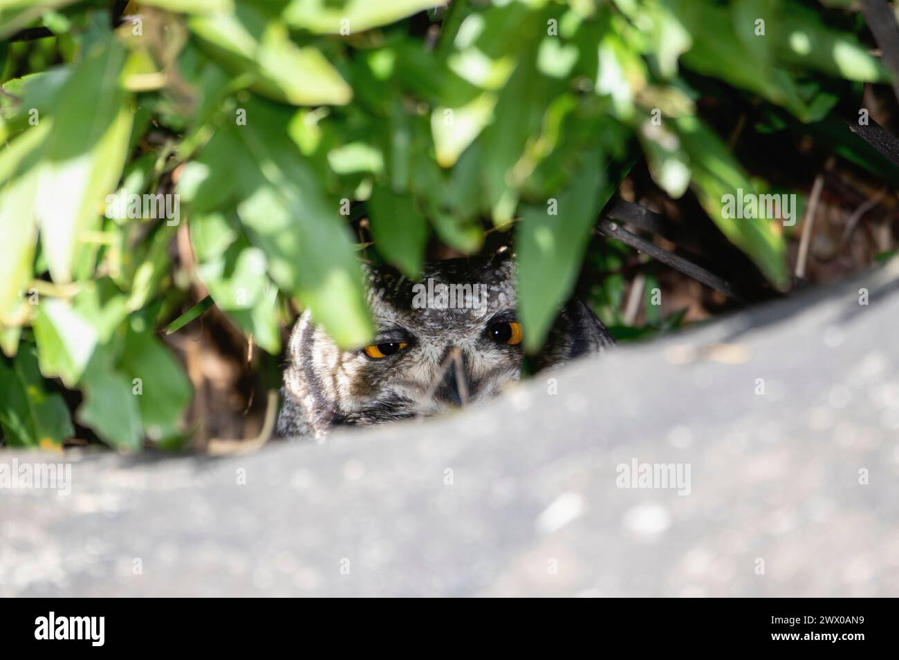 An African Spotted Eagle-Owl, Bubo africanus ssp. africanus, is ...