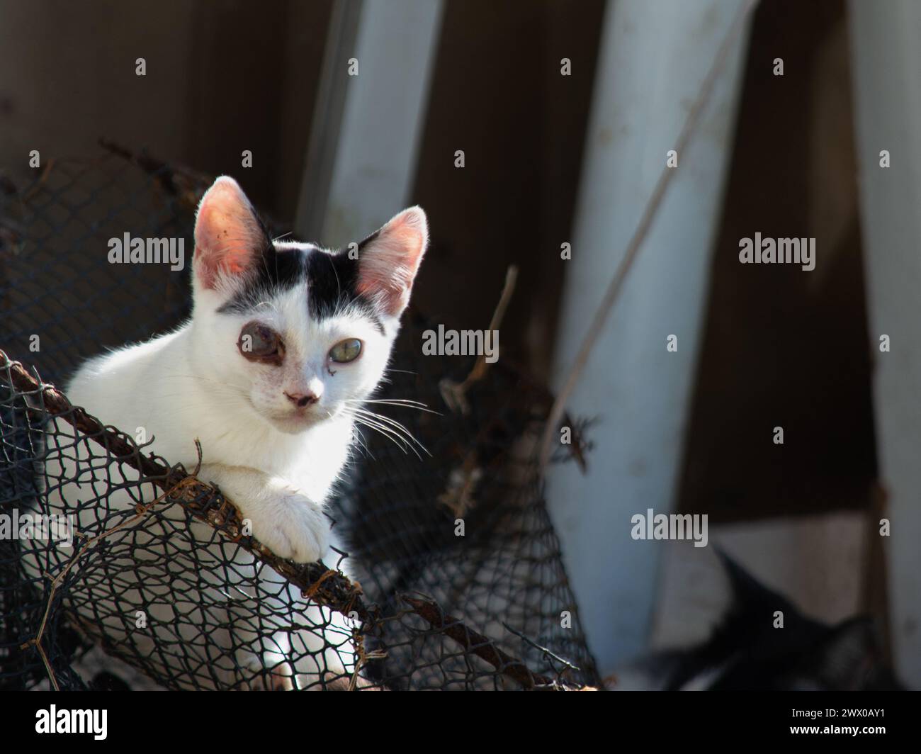 A white stray cat observing the place. cute, sick feline. Wild life ...