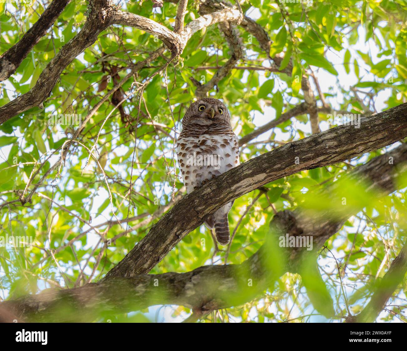 An african barred owlet Glaucidium capense in South Africa is perched ...