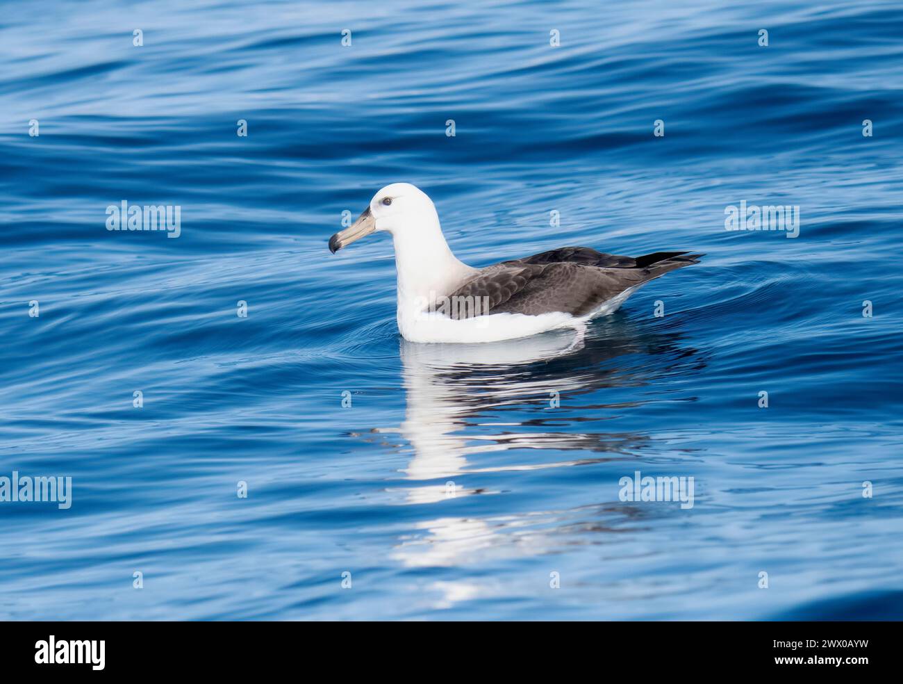 A black-browed albatross, Thalassarche melanophris, gracefully floating ...
