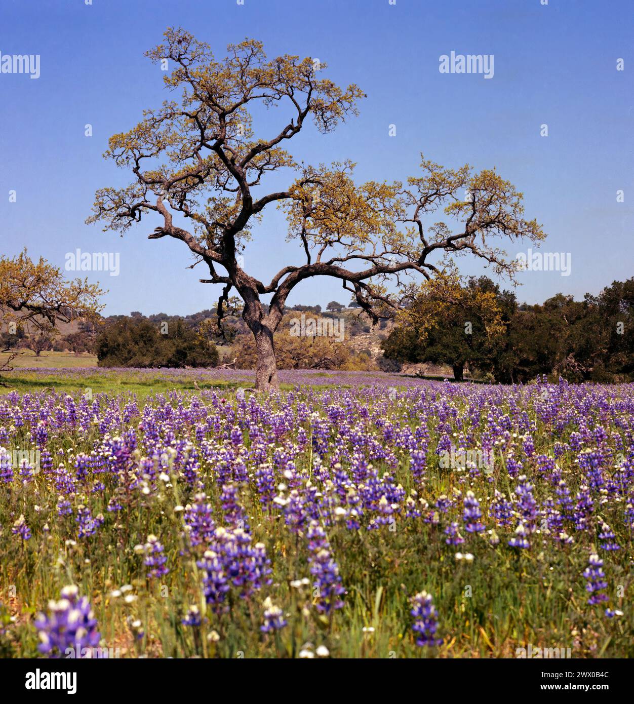 Sandyland bluebonnet hi-res stock photography and images - Alamy