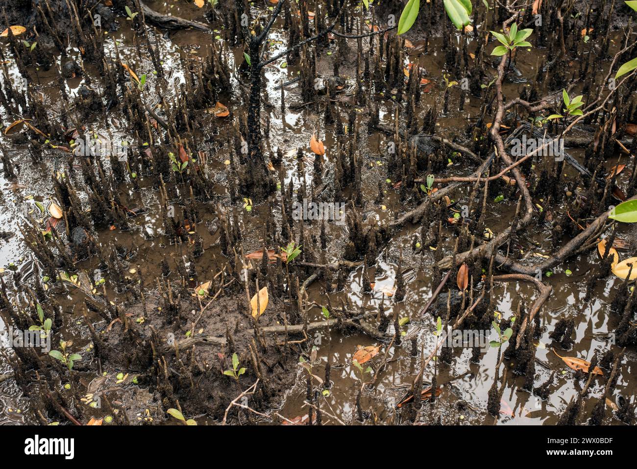 Pneumatophores or breathing roots of mangrove trees, Queensland ...