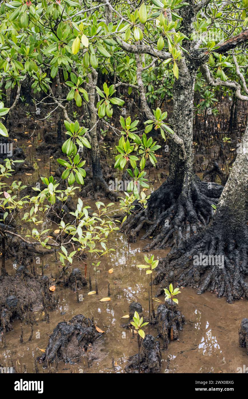 Breathing roots mangrove tree hi-res stock photography and images - Alamy