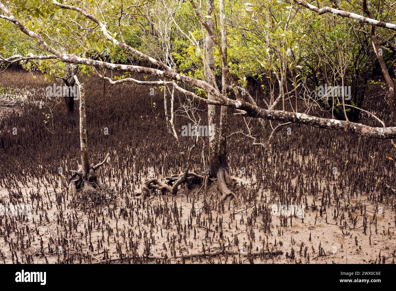 Mangrove swamp queensland australia hi-res stock photography and images ...
