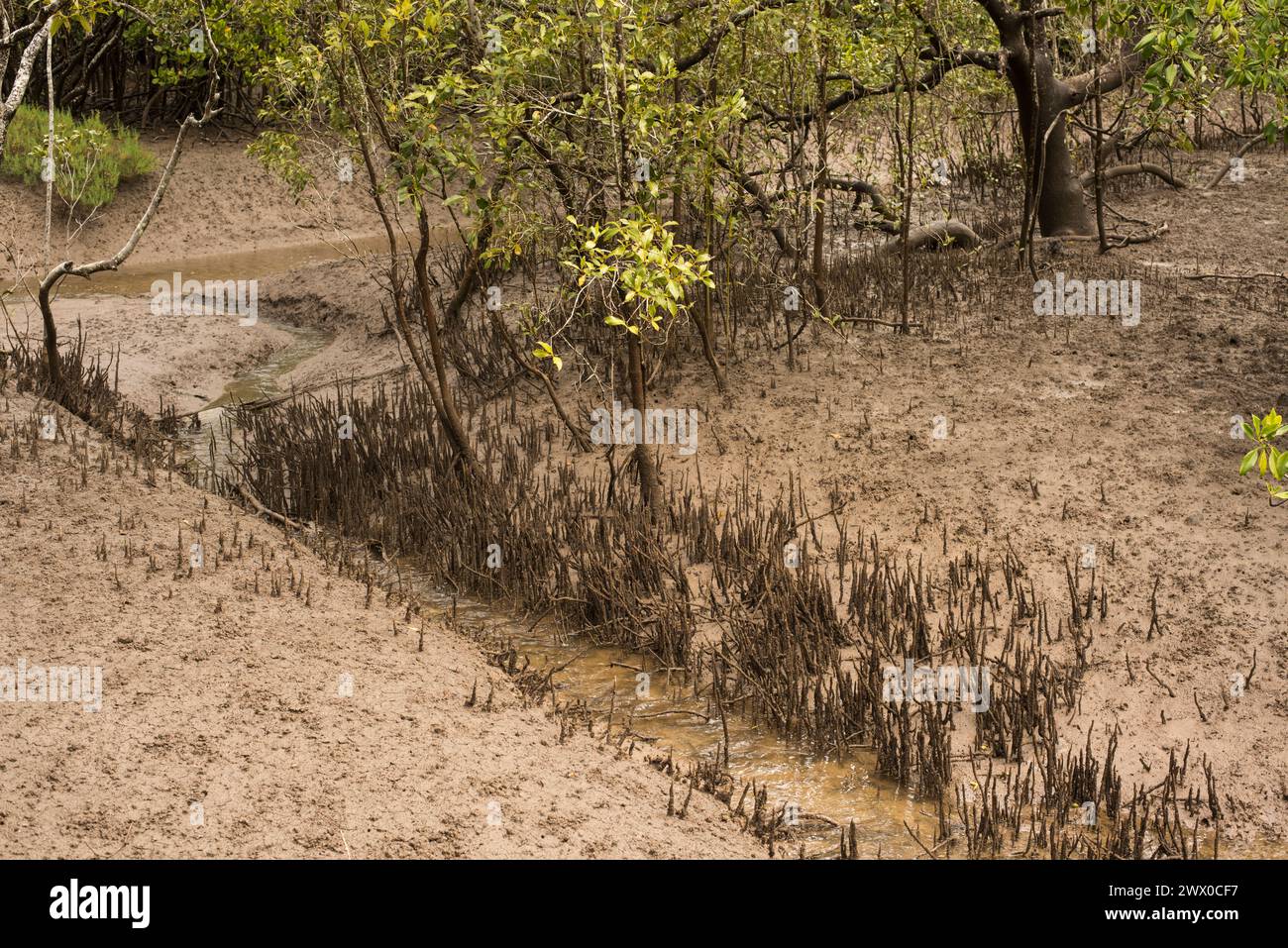 Breathing roots hi-res stock photography and images - Alamy
