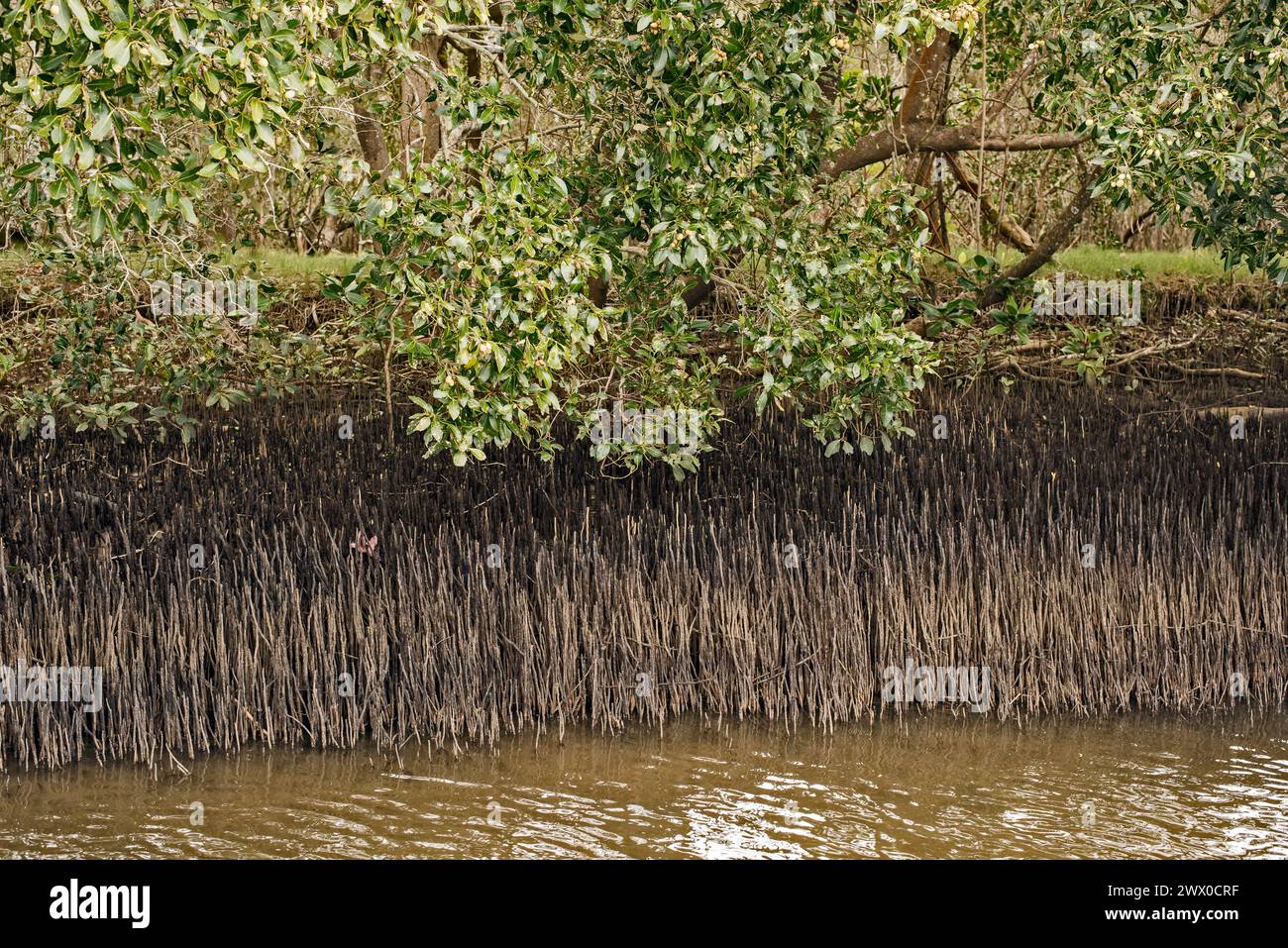 Pneumatophores or breathing roots of mangrove trees, Queensland ...