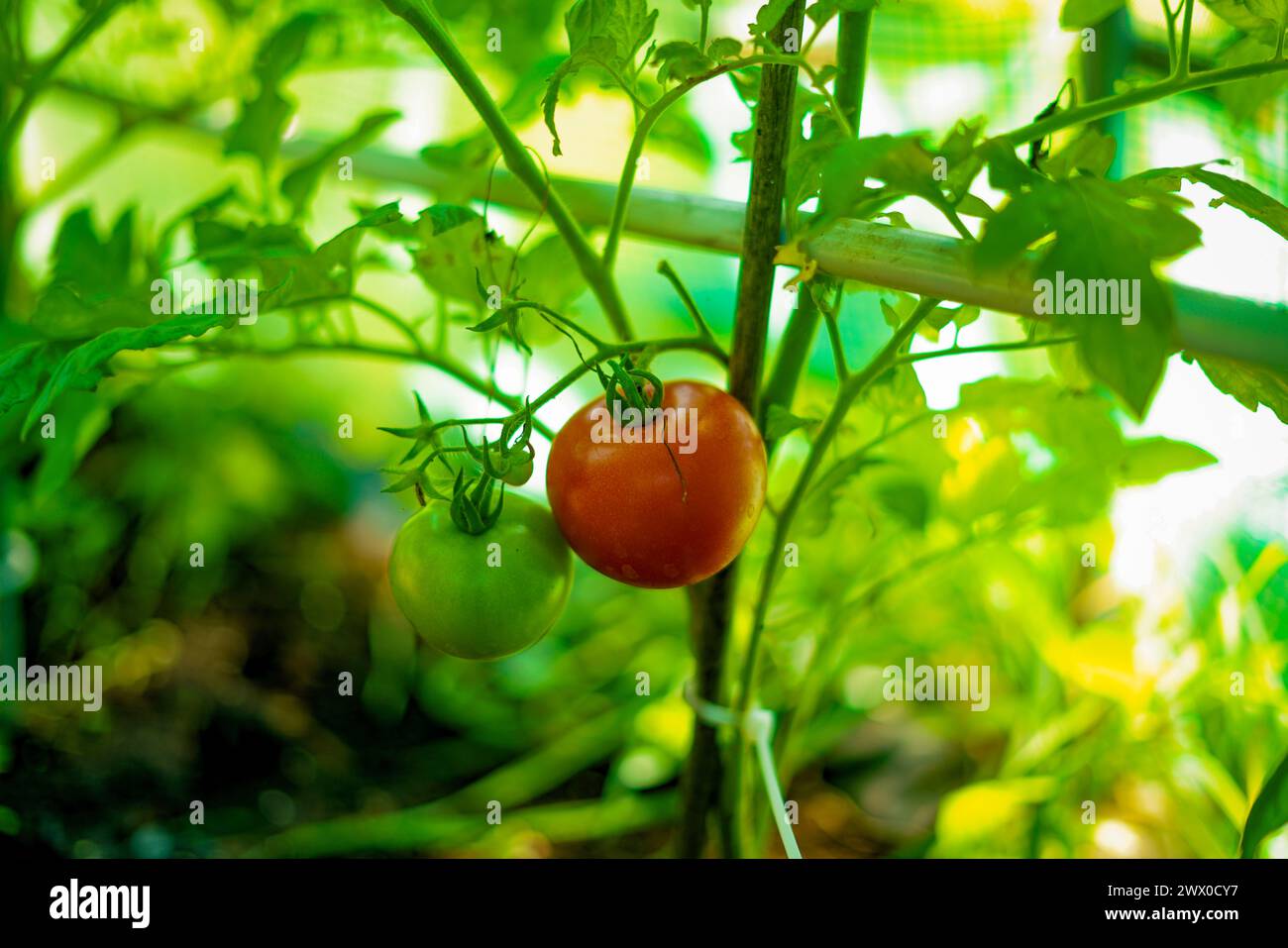 Unripe green tomatoes close hi-res stock photography and images - Alamy