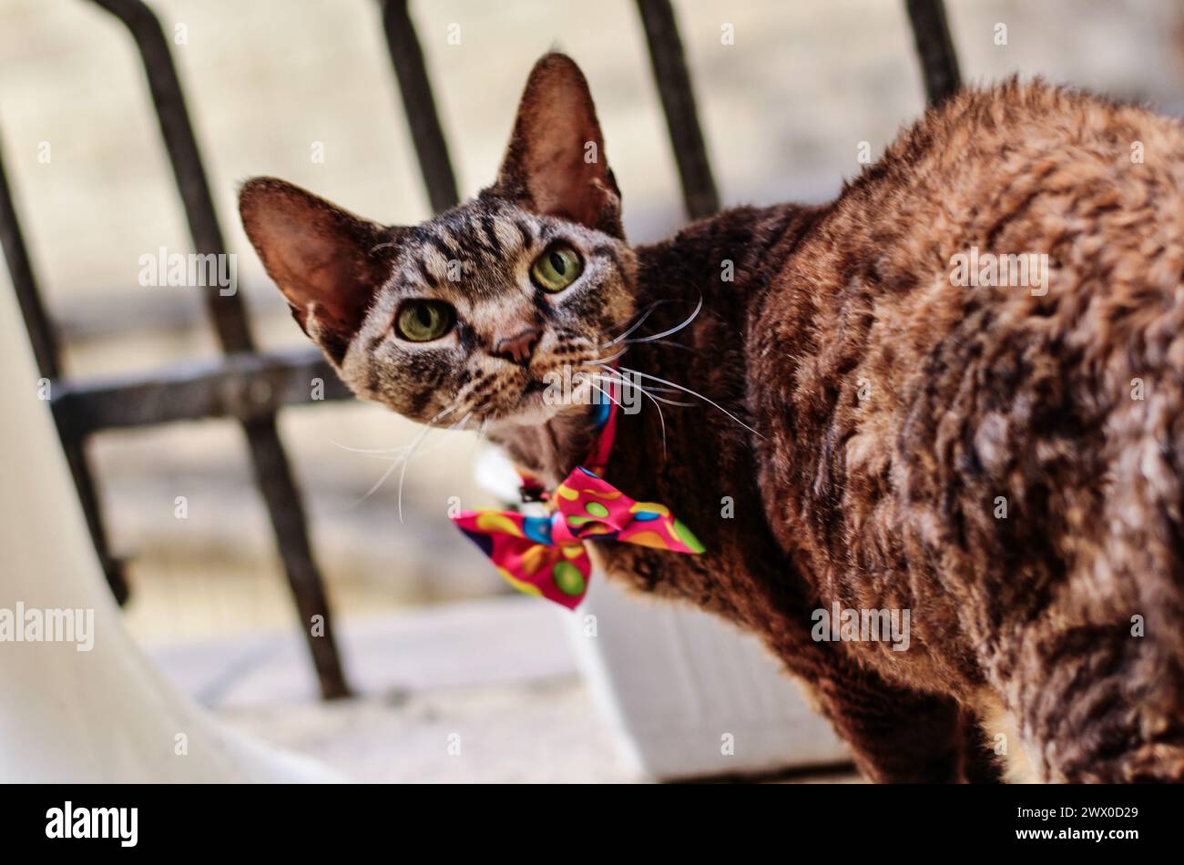Devon rex cats hi-res stock photography and images - Alamy