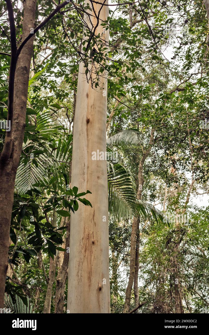 Queensland Blue Gum tree, Eucalyptus tereticornis, Australia ...