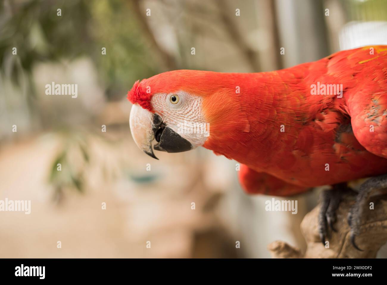 Scarlet Macaw, Ara macao. Left head and neck in profile Stock Photo - Alamy
