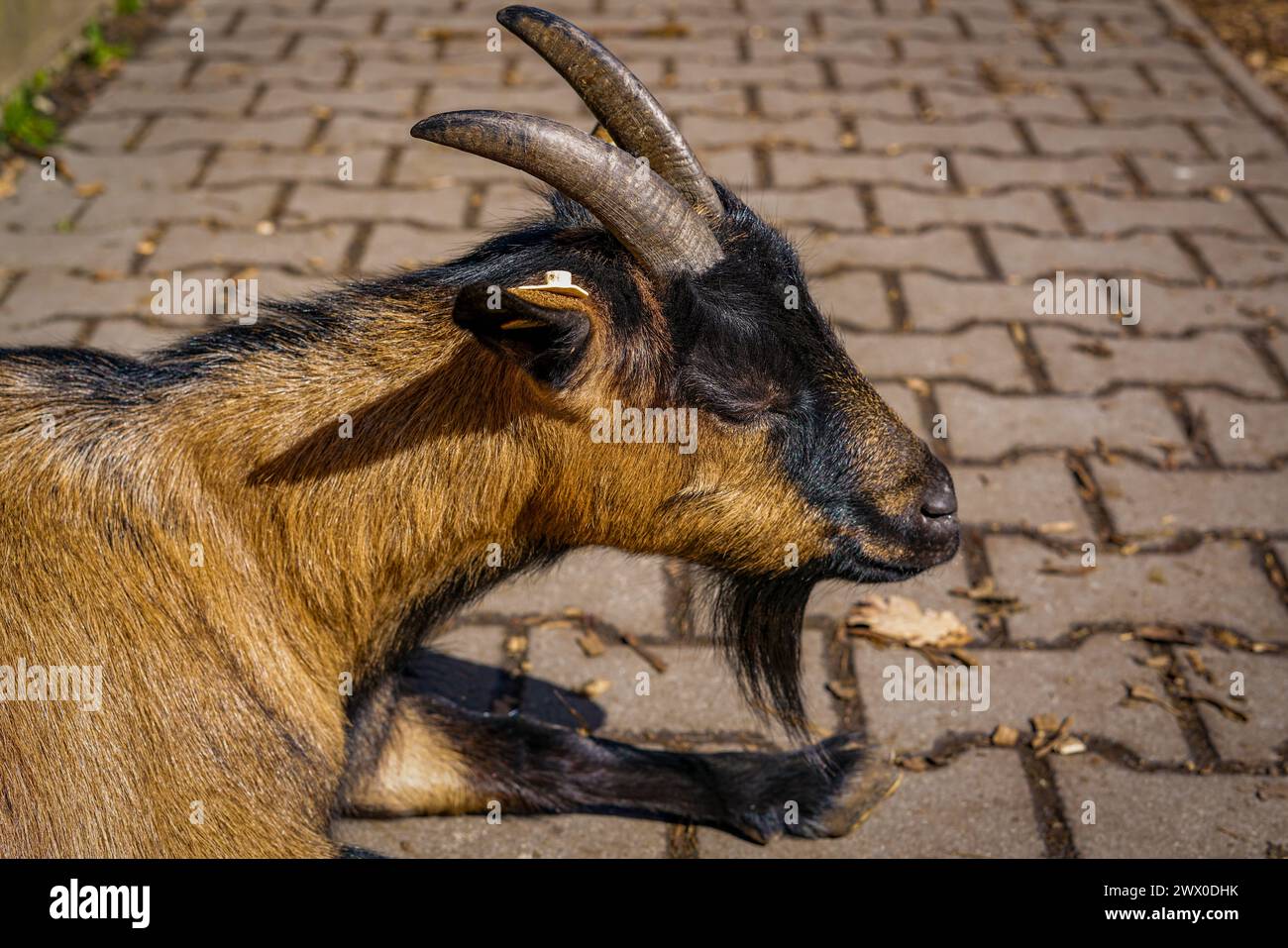 Mino zoo hi-res stock photography and images - Alamy