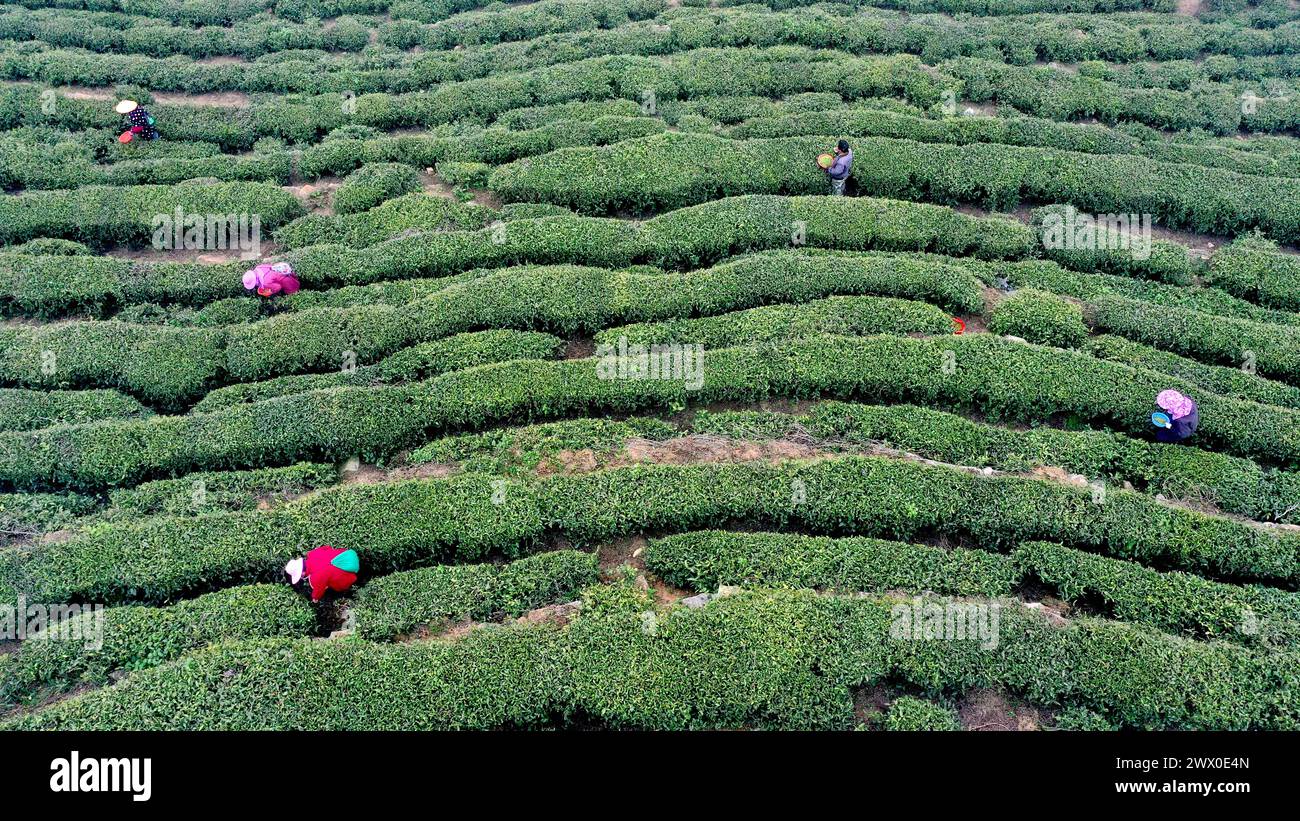 Fujian province tea plantation hi-res stock photography and images - Alamy