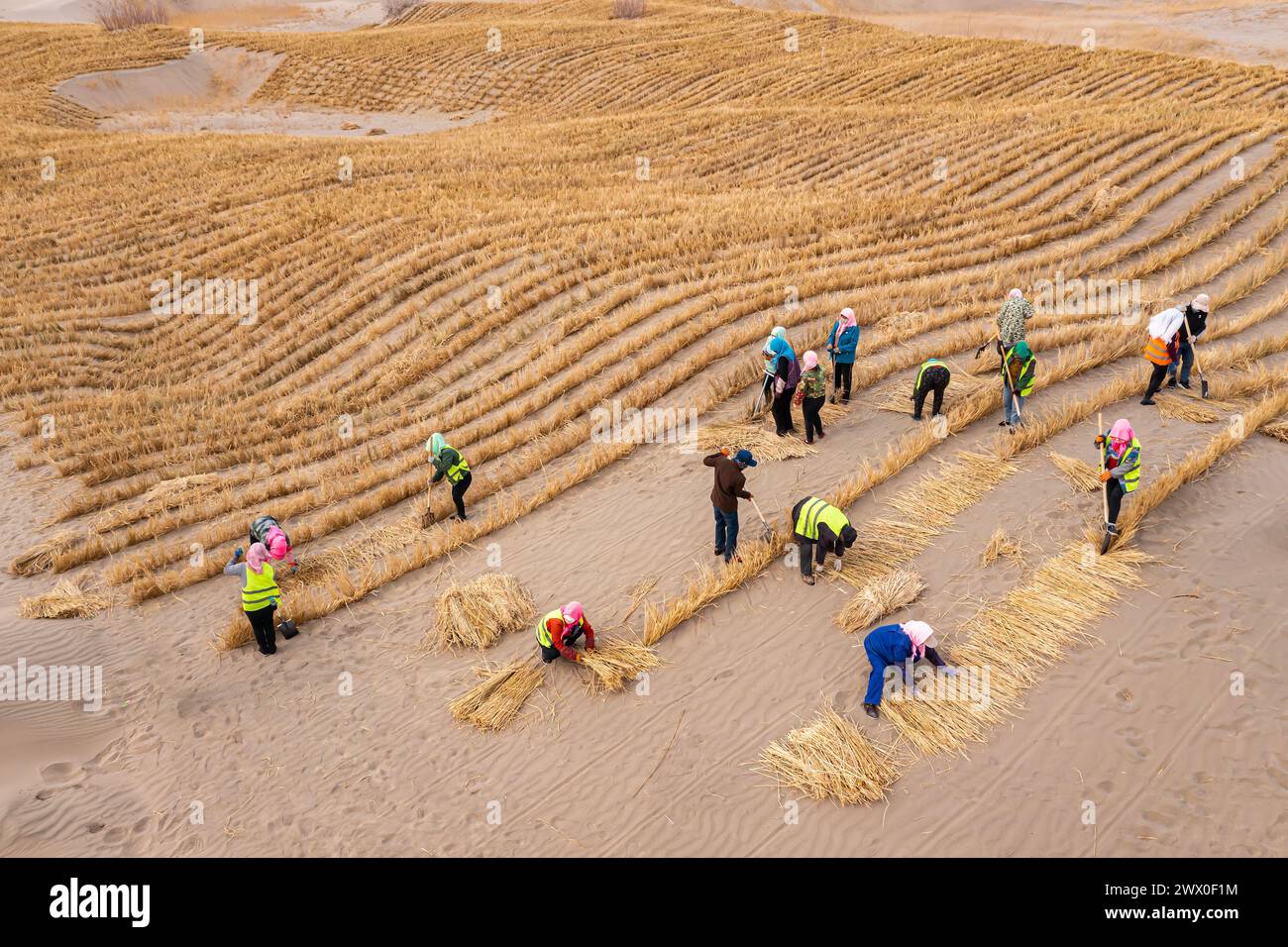 JIUQUAN, CHINA - MARCH 22, 2024 - Construction workers plant straw sand ...