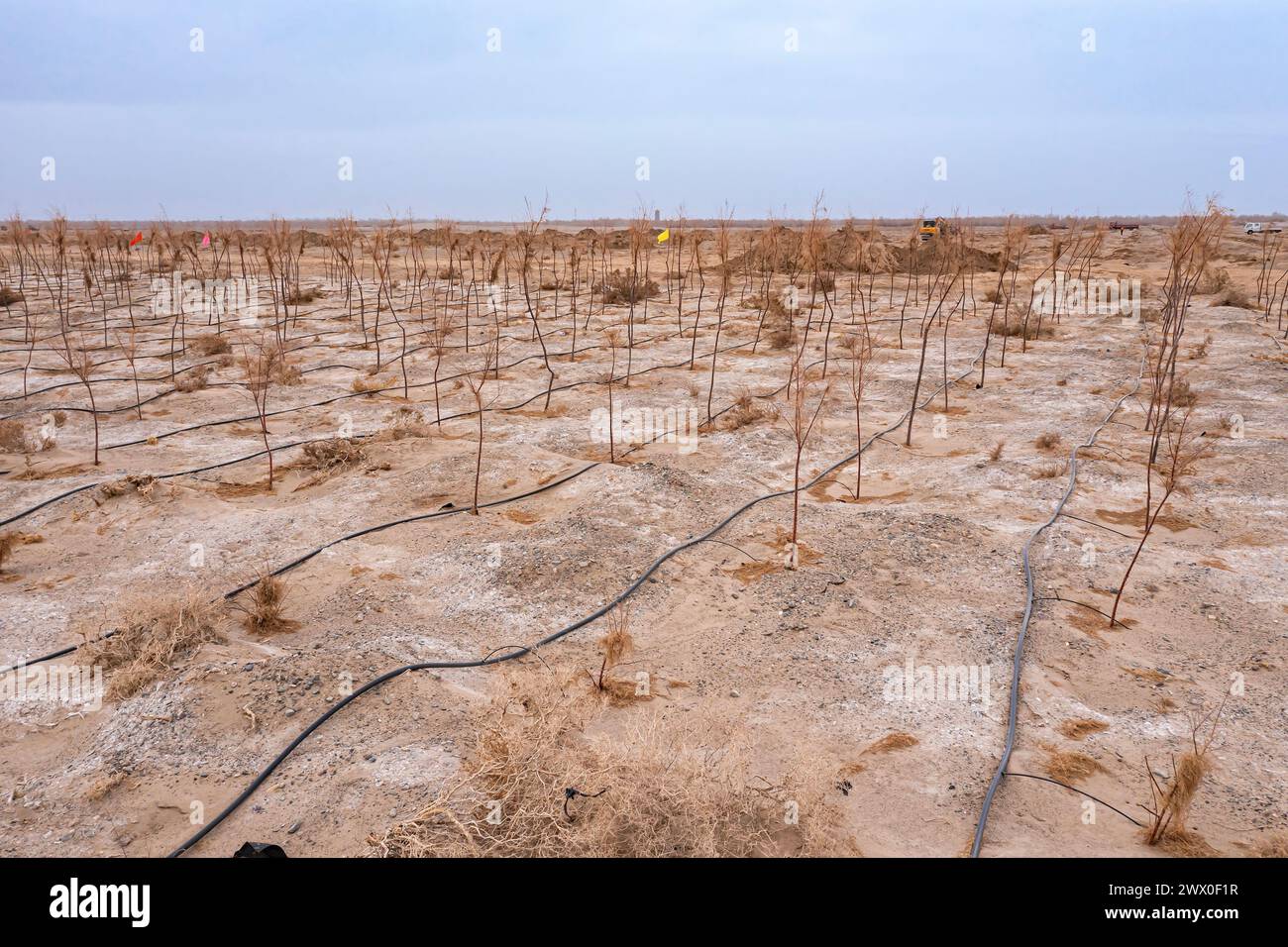 JIUQUAN, CHINA - MARCH 22, 2024 - Construction workers plant straw sand ...