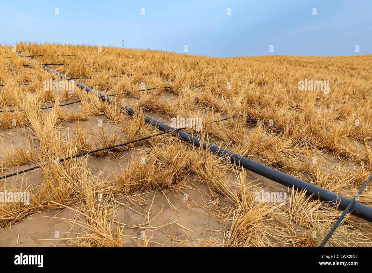 JIUQUAN, CHINA - MARCH 22, 2024 - Construction workers plant straw sand ...