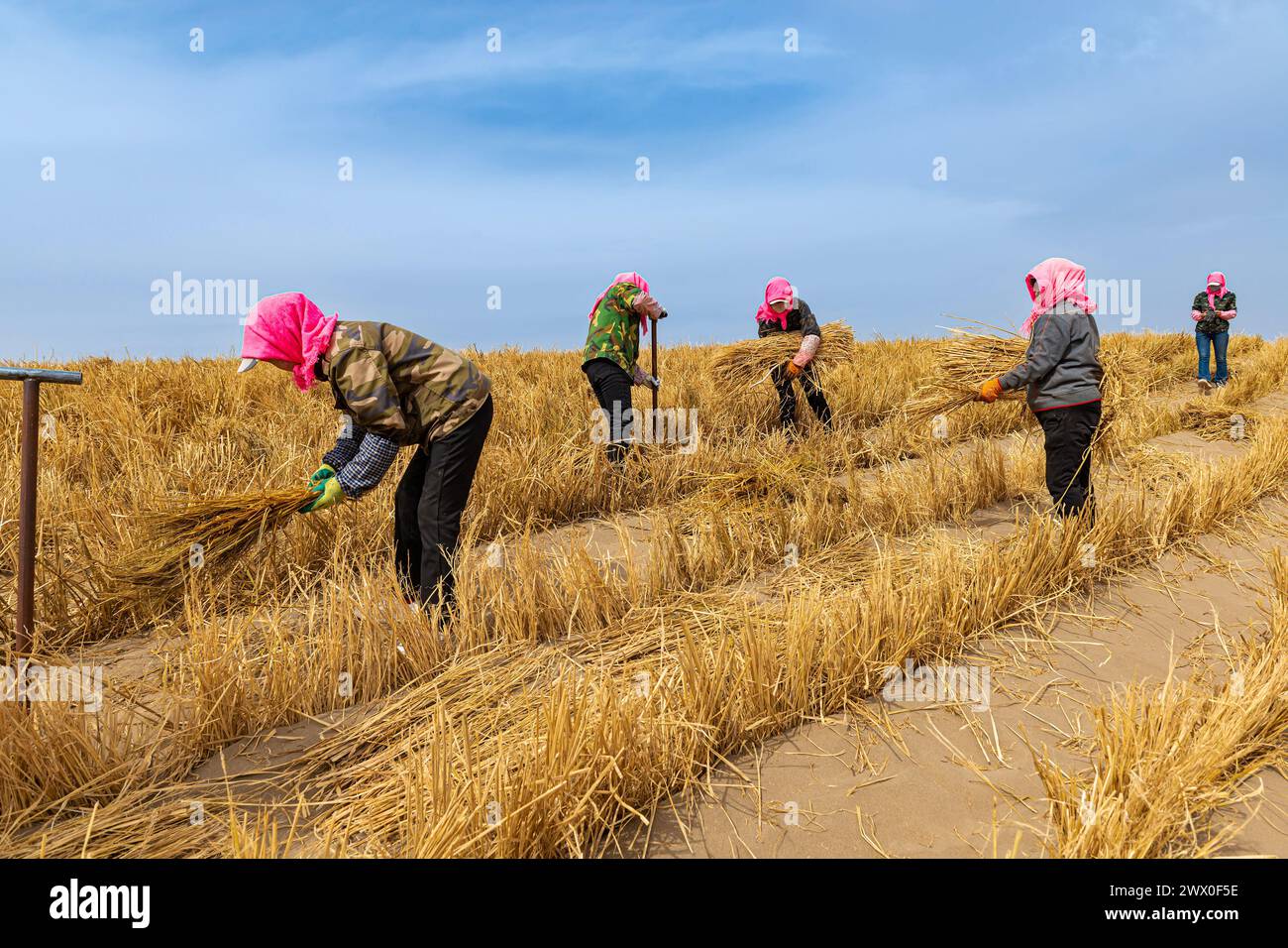 JIUQUAN, CHINA - MARCH 22, 2024 - Construction workers plant straw sand ...