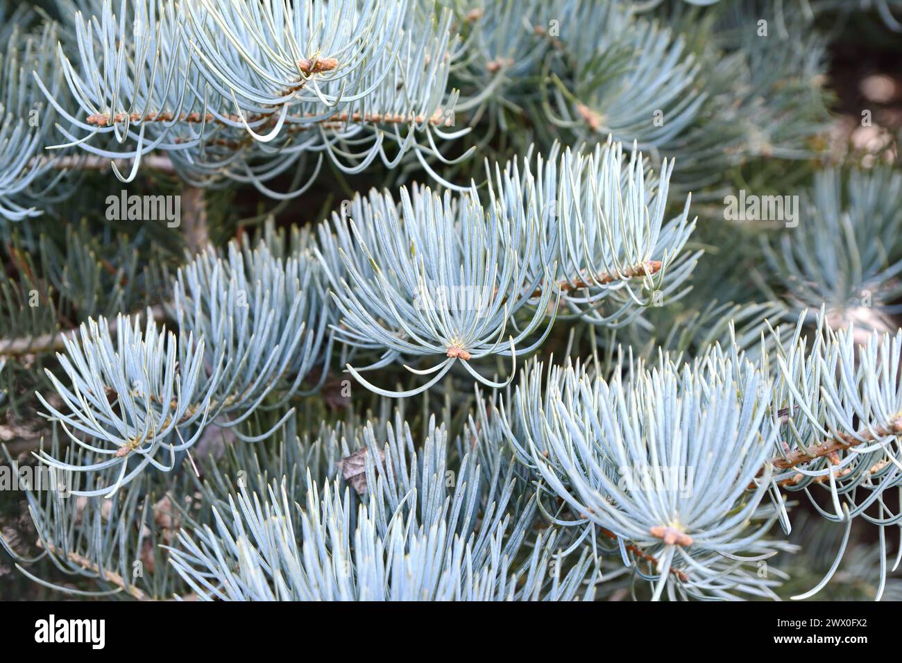 Fir tree branches in forest, silver fir. Silevr pine tree branches in ...