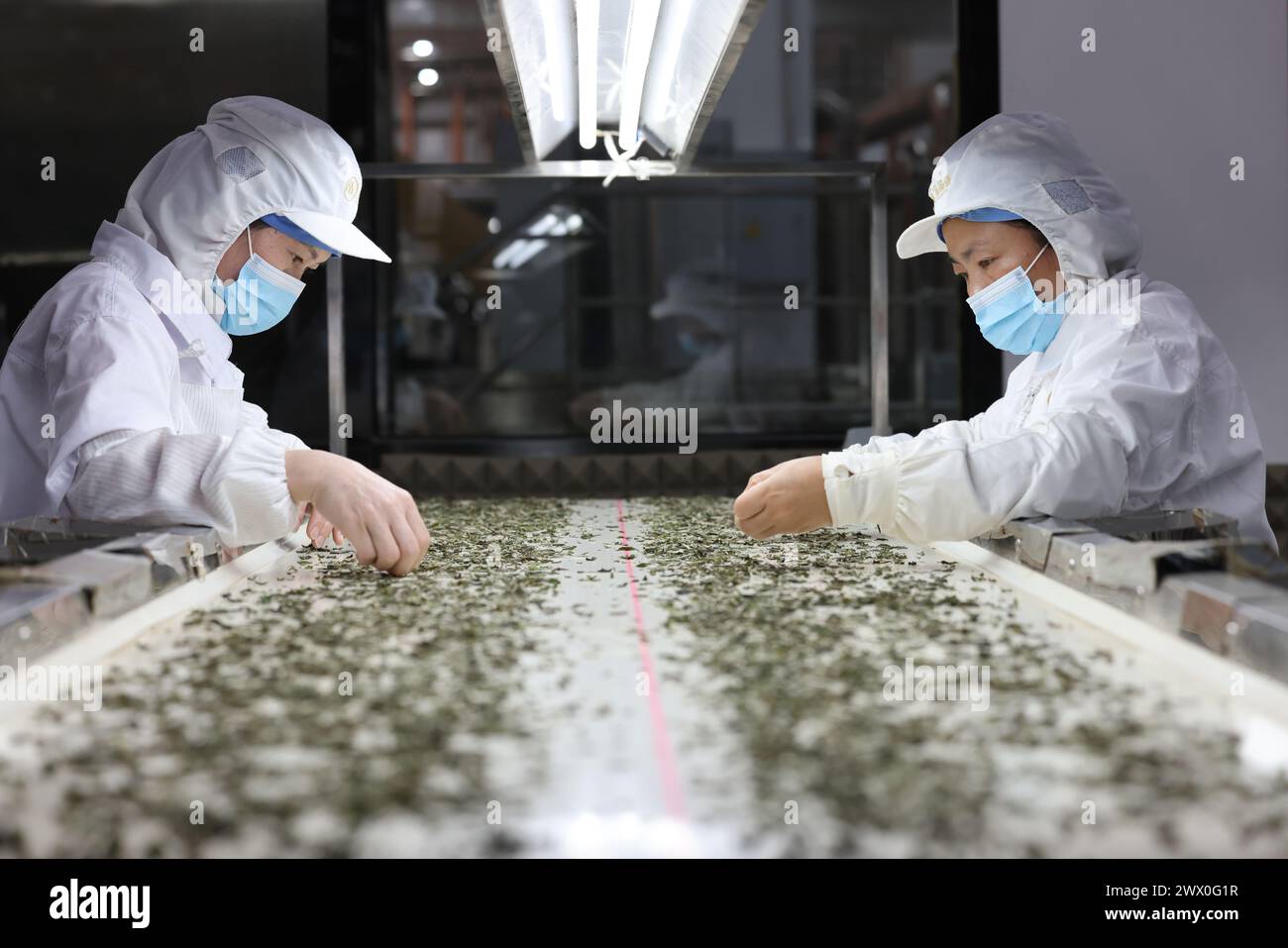 Fujian province tea plantation hi-res stock photography and images - Alamy
