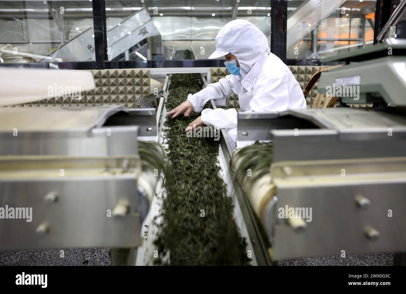 Fujian province tea plantation hi-res stock photography and images - Alamy