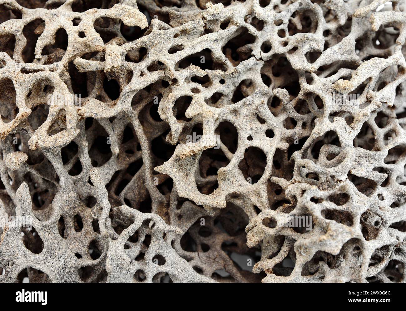 Ant's nest. anthill. Walkway of Termite, Termite nest, home of Termite ...