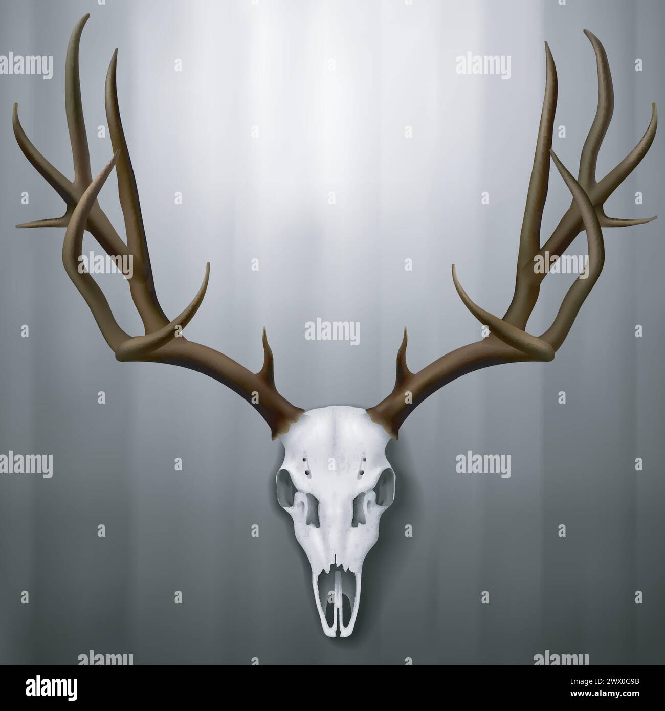 Realistic Deer Skull and Antlers Hanging on Wall, Vector Illustration ...