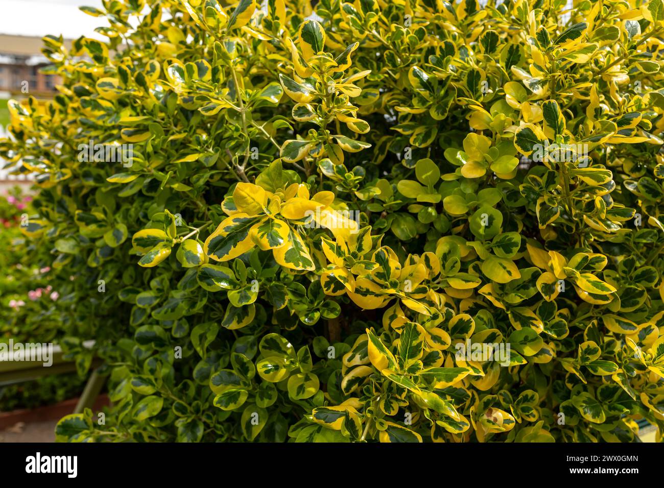 Closeup Evergreen Shrub Golden Euonymus With Green, Gold Variegated ...