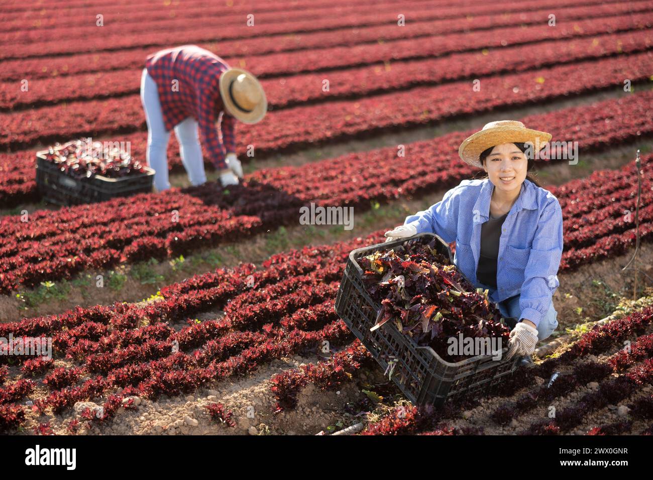 Hired worker asian woman, harvesting fresh red lettuce using knife on ...