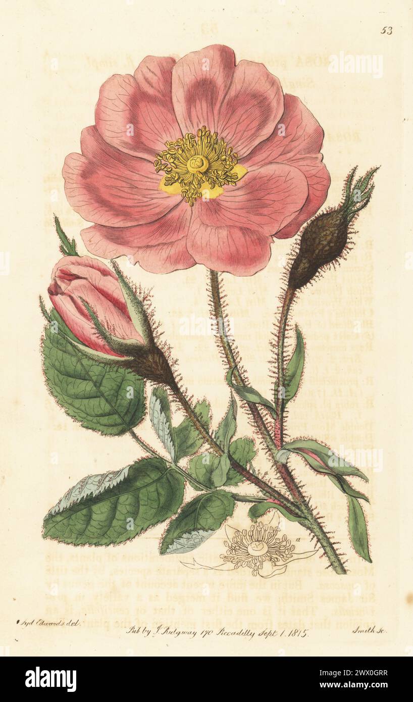Rose plant illustration hi-res stock photography and images - Alamy