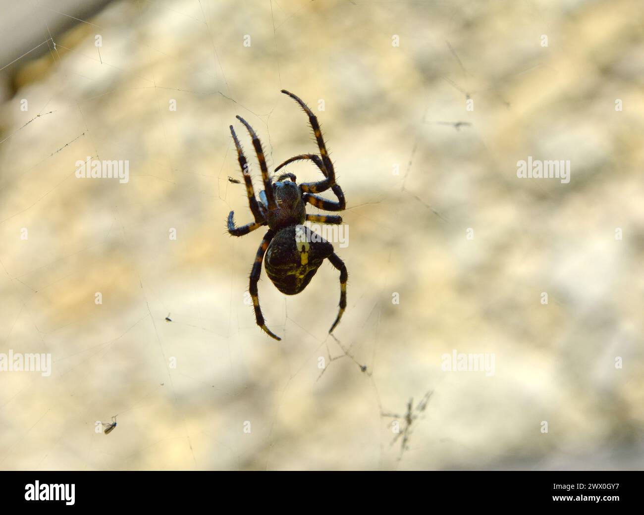 Black widow spider female close up hi-res stock photography and images ...