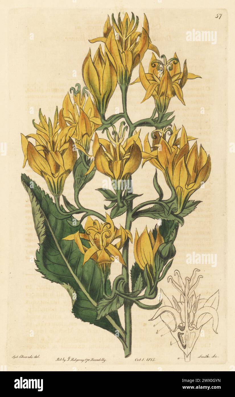 Golden musschia hi-res stock photography and images - Alamy