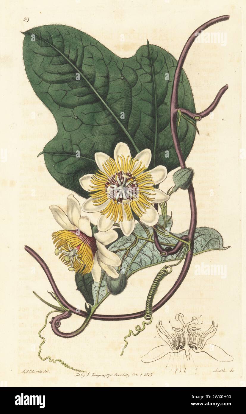 Passiflora holoserica hi-res stock photography and images - Alamy