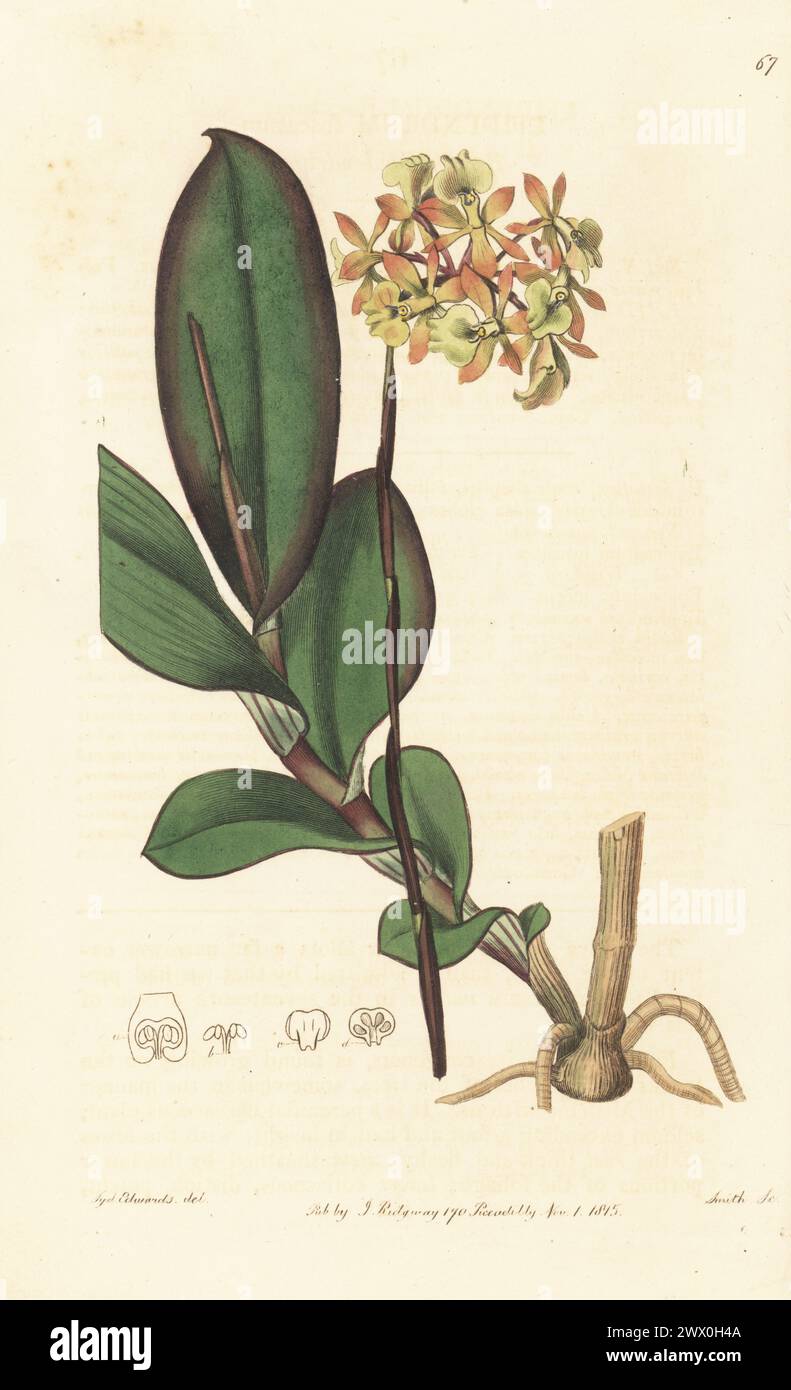 Olof swartz hi-res stock photography and images - Alamy
