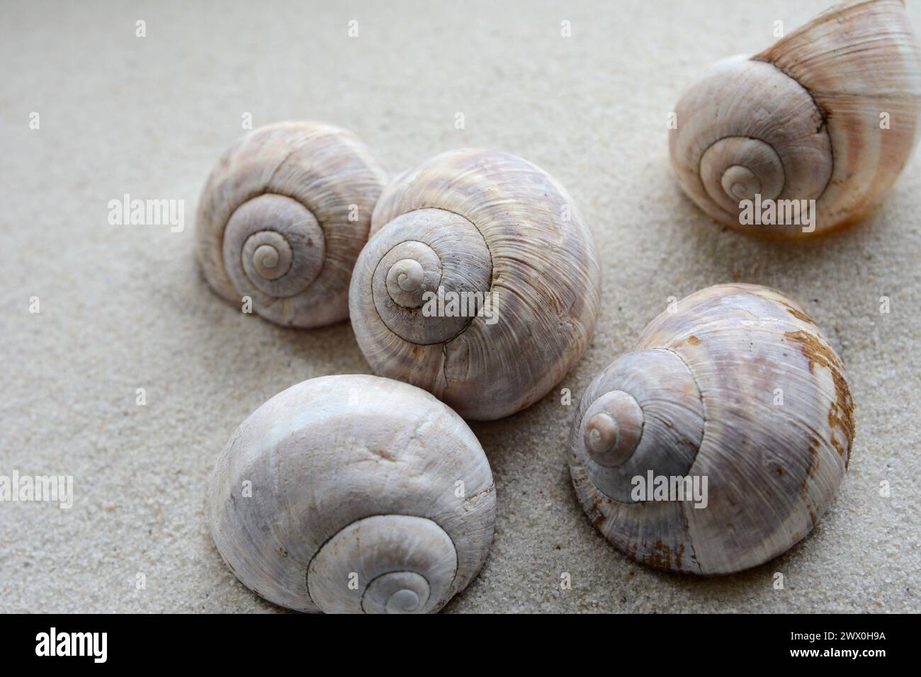 A shells in the sand at the beach. Snail shell. Shells background Stock ...