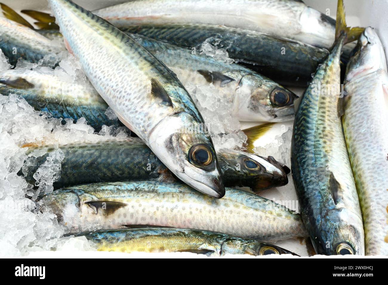 Fresh mackerel fish (Scomber scrombrus) on ice at seafood market ...