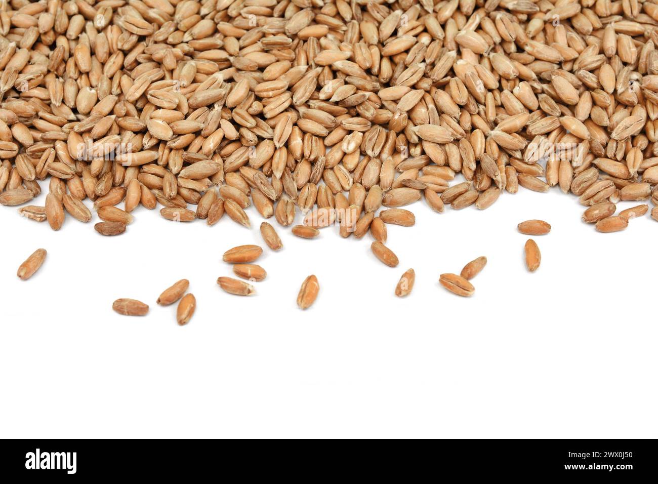 spelt grain isolated on white background Stock Photo - Alamy