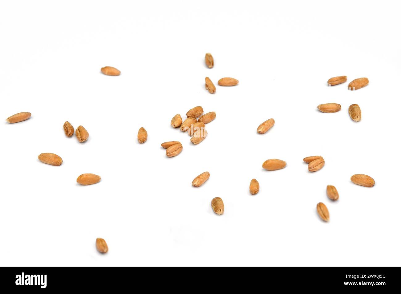 Emmer grain Cut Out Stock Images & Pictures - Alamy