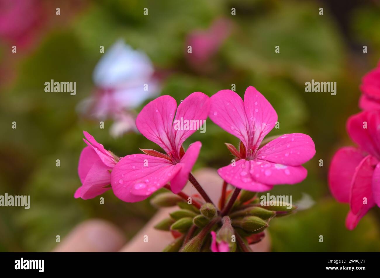 Pelargonium inquinans, the scarlet geranium, is a species of plant in ...