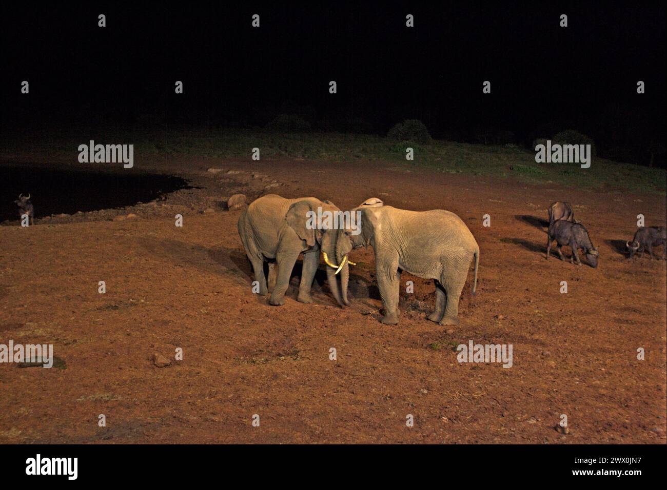 African elephants- elephant drinking at night in the water hole at ...