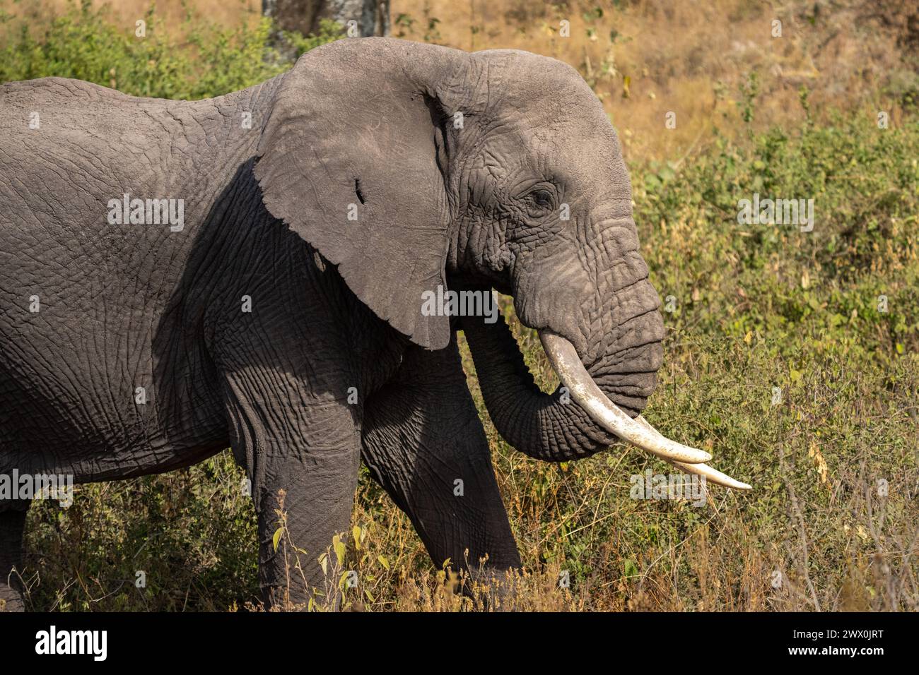African male elephant portrait hi-res stock photography and images - Alamy