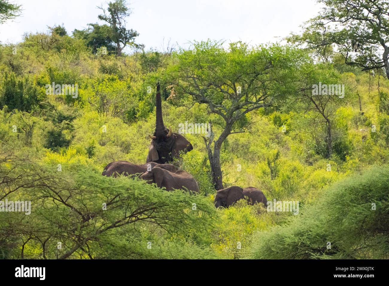 African elephants eating from a tree in Uganda Stock Photo - Alamy