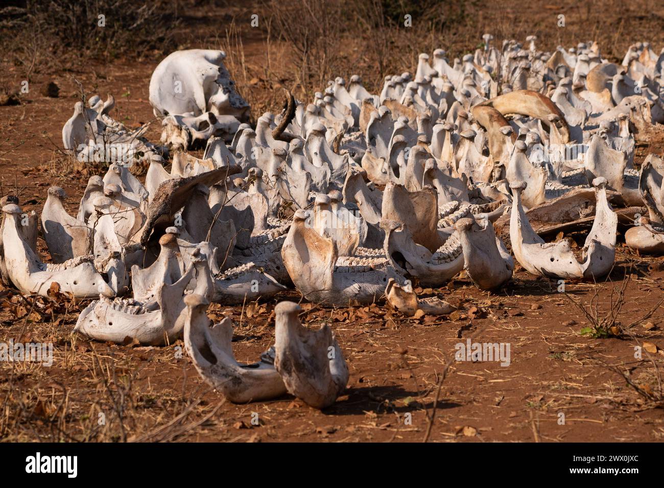 Elephant skull collected in Zimbabwe Stock Photo - Alamy