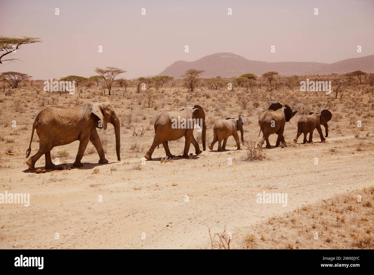 African safari elephants hi-res stock photography and images - Alamy
