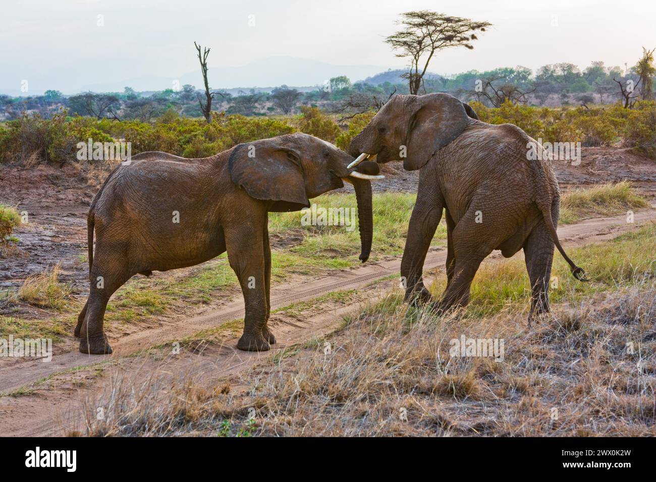 African elephants fighting, flying Stock Photo - Alamy