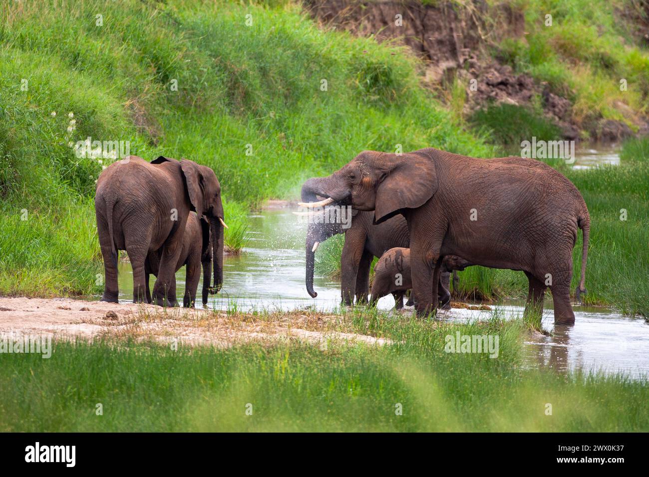 African elephant in tanzania national hi-res stock photography and ...