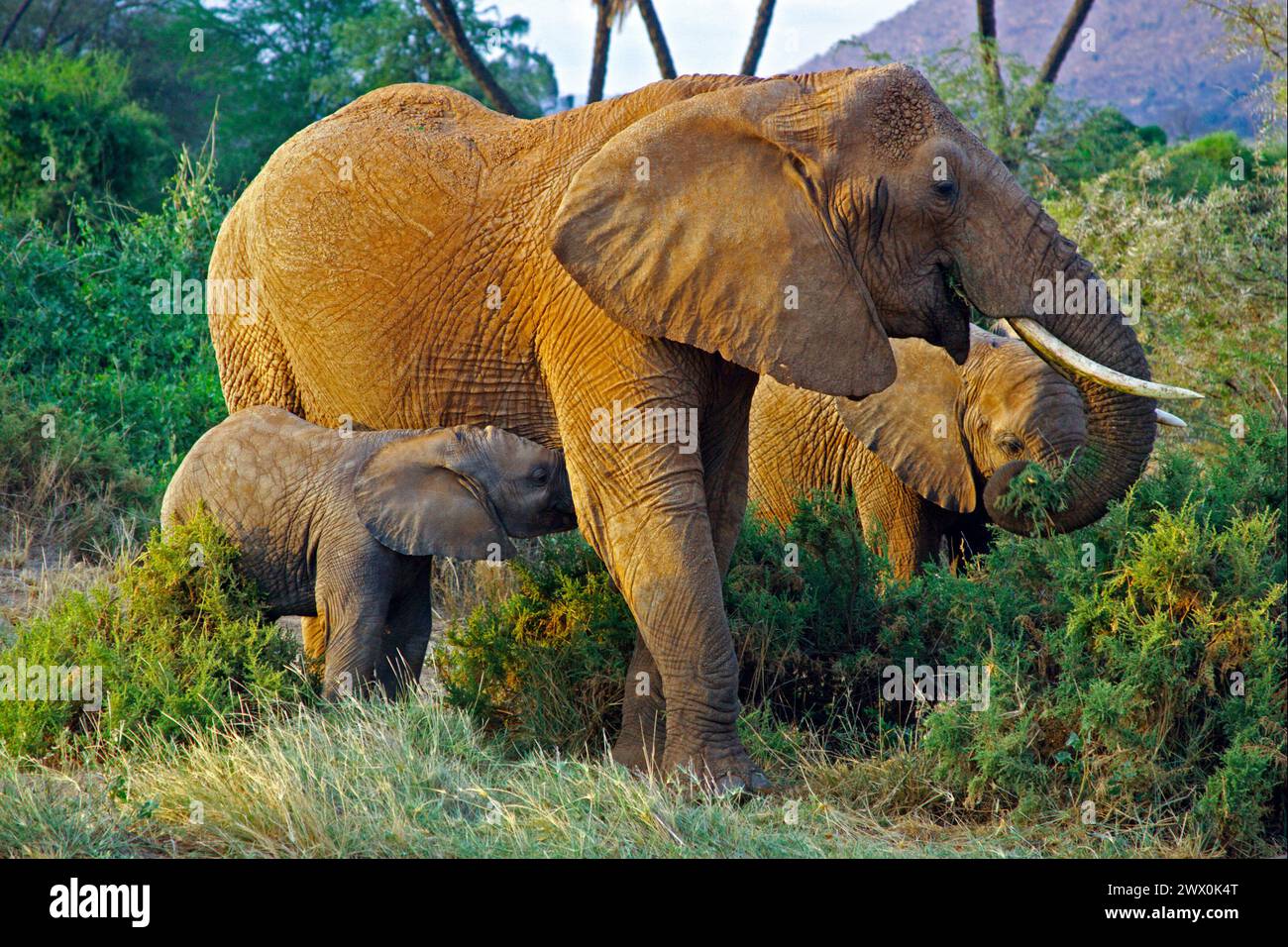 African elephants female nursing a calf Stock Photo - Alamy