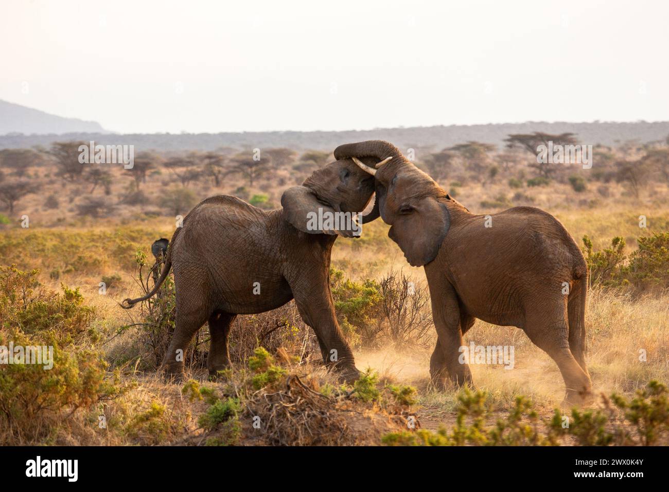 African elephants fighting, flying Stock Photo - Alamy