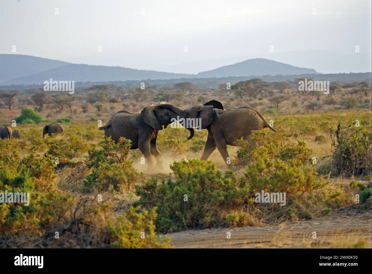 African elephants fighting, flying Stock Photo - Alamy