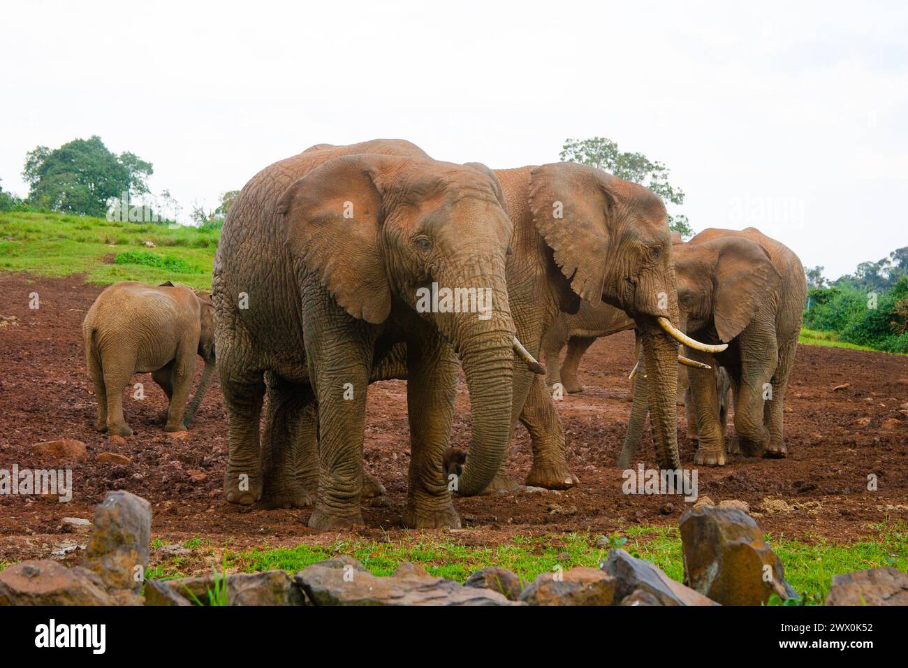 African elephants in the water hole at Treetops Lodge in Aberdare ...
