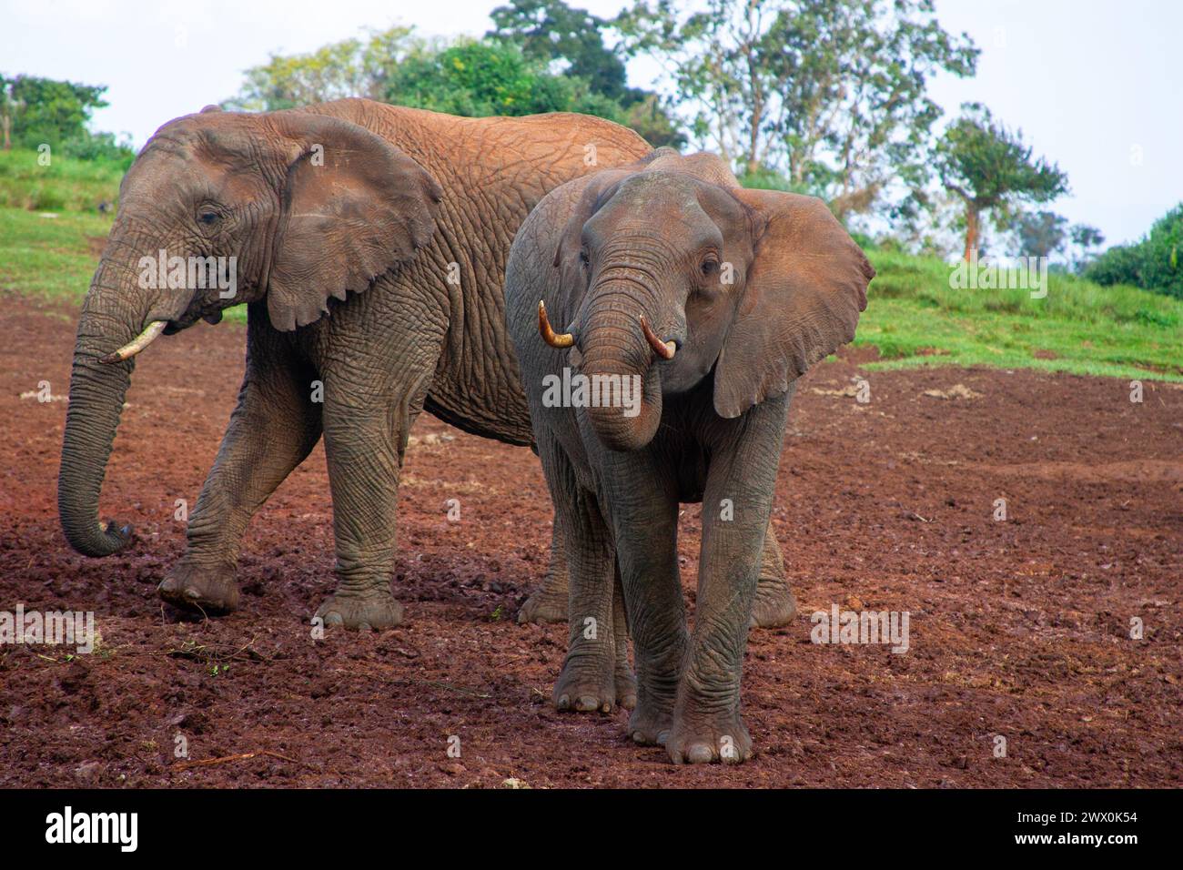 African elephants in the water hole at Treetops Lodge in Aberdare ...